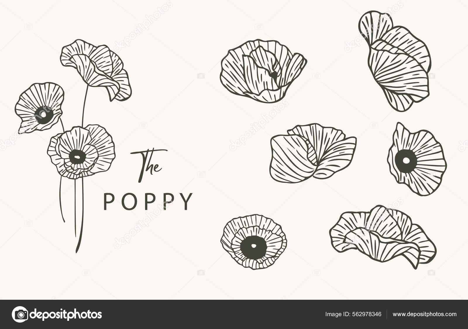 Black Poppy Flower Outline Vector Illustration Icon Sticker Printable ...