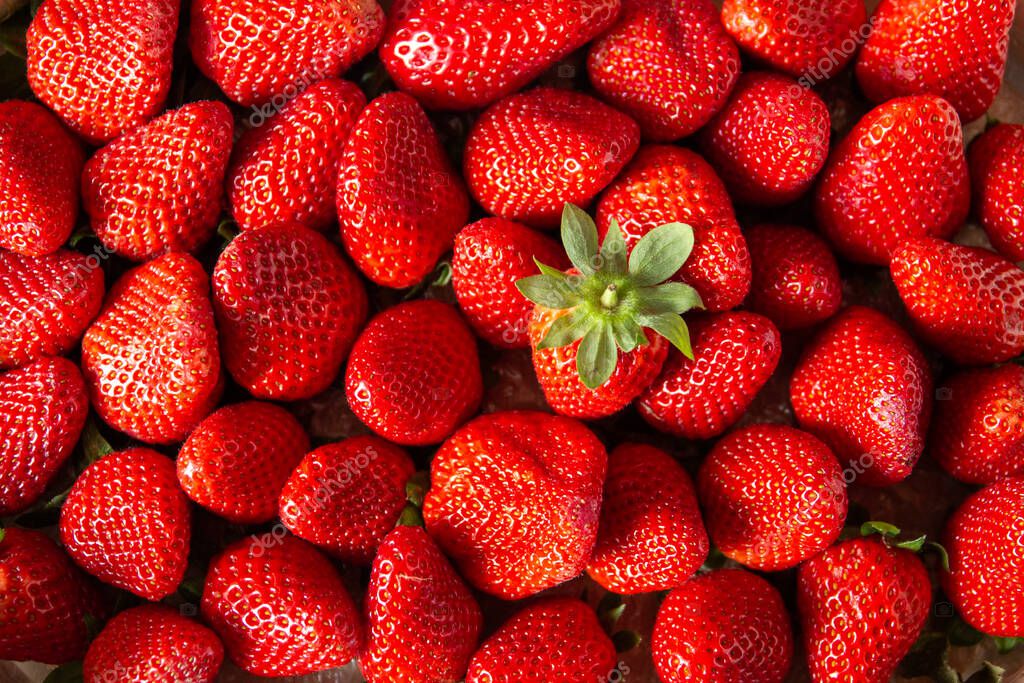 Muchas fresas rojas orgánicas. Fresas rojas maduras recién recogidas ...