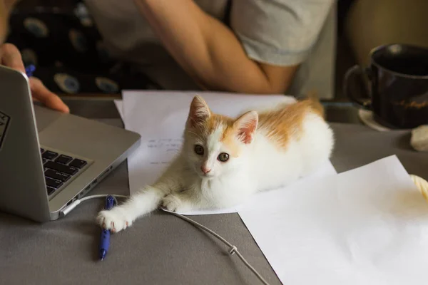 Month End Accounting Cat