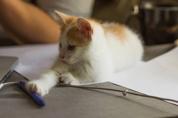Studying Kitten
