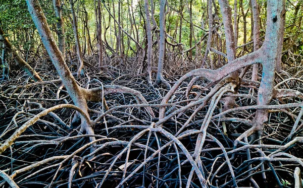 Dead mangroves Stock Photos, Royalty Free Dead mangroves Images ...