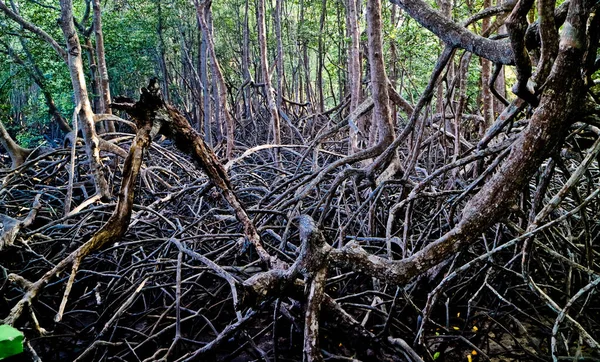 Spooky mangroves Stock Photos, Royalty Free Spooky mangroves Images ...