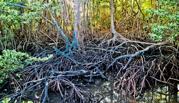 The breath root of the mangrove tree. Bangka, Indonesia.Mangrove roots ...