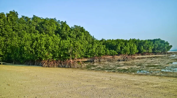 Tulsi gabbard beach Stock Photos, Royalty Free Tulsi gabbard beach ...