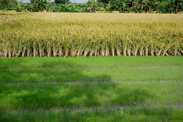 Rice field cambodia Stock Photos, Royalty Free Rice field cambodia ...
