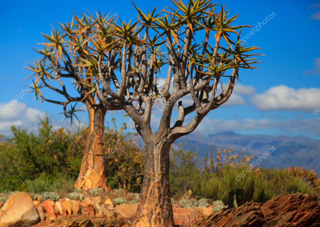 Están en peligro crítico, los árboles gigantes del carcaj son perfectos ...