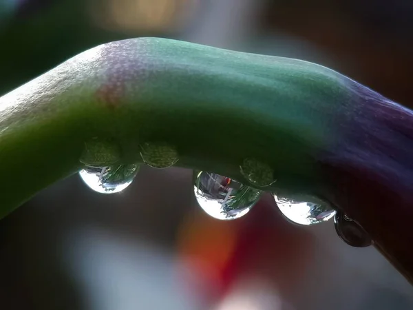 O Orvalho Na Planta картинки стокові O Orvalho Na Planta фотографії зображення Скачати з