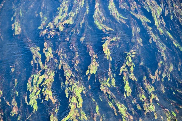 Algae new zealand Stock Photos, Royalty Free Algae new zealand Images ...