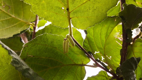 Planta de videira Stock Photos, Royalty Free Planta de videira Images ...