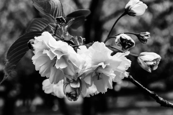 Kay teavey flickr images libres de droit, photos de Kay teavey flickr ...