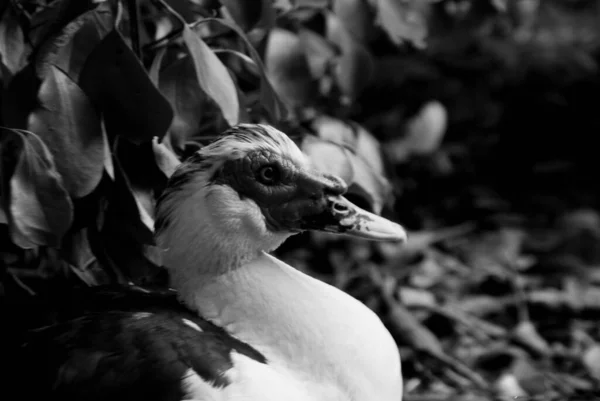 Pato blanco y negro fotos de stock, imágenes de Pato blanco y negro sin ...