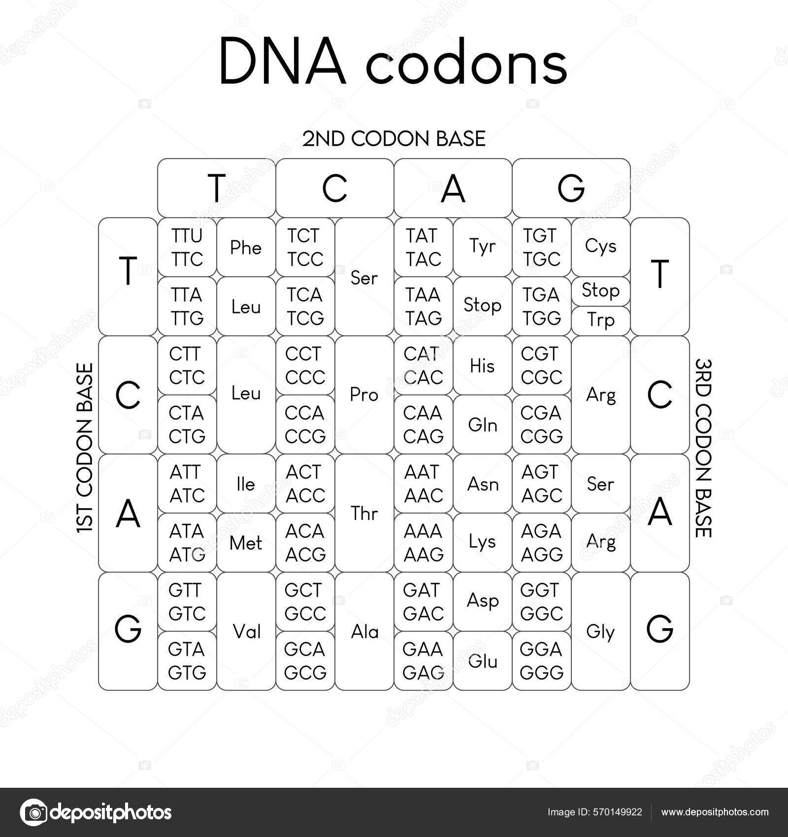 Tableau Des Codes Adn Code Génétique Biologique Des Acides Aminés image ...