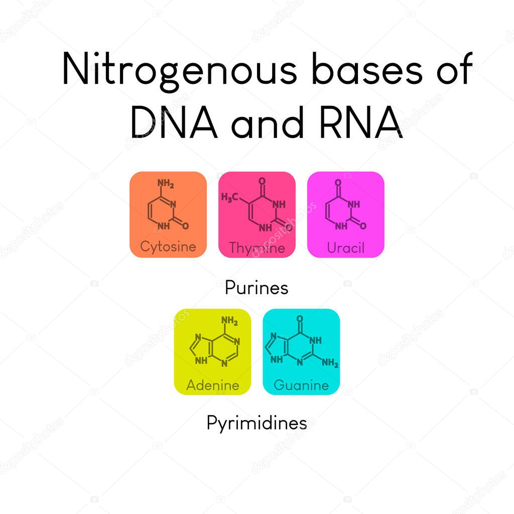 Bases nitrogenadas de nucleótidos Uracil, citosina, timina, guanina, adenina biomoléculas ...