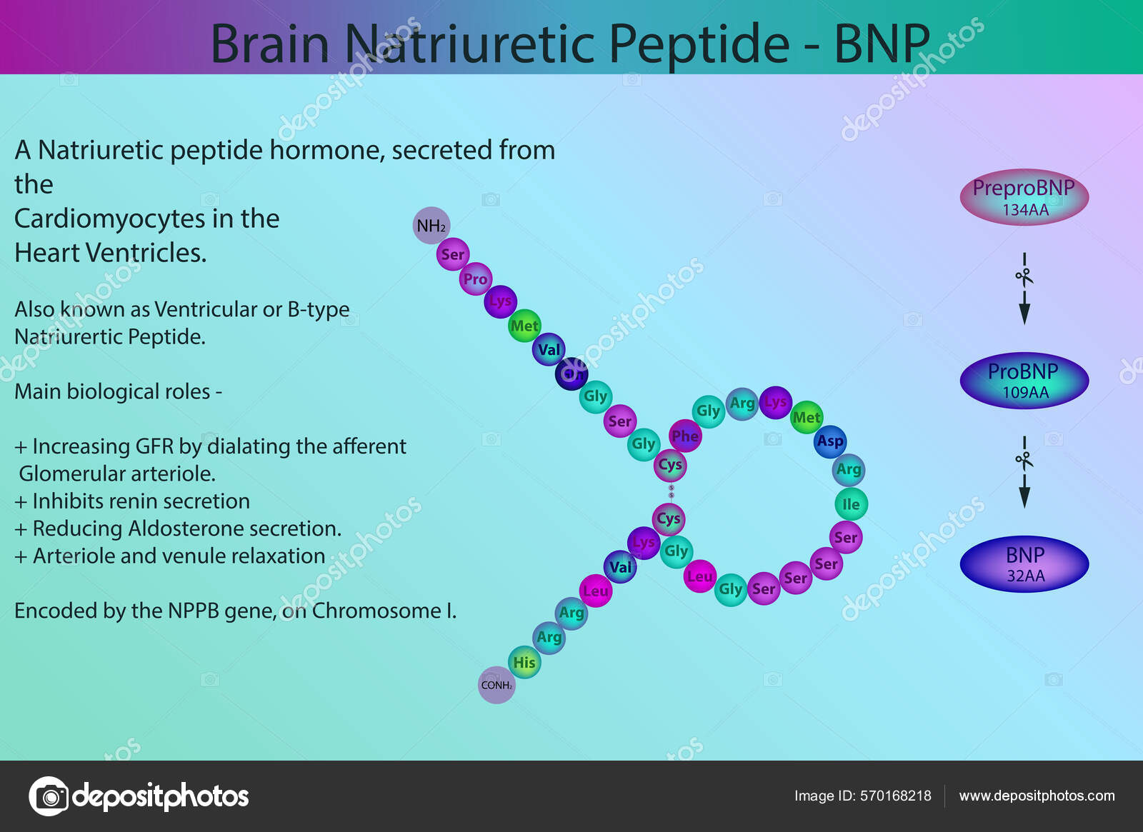Bnp Brain Natriuretic Peptide Hormone Peptide Structure Infographic ...