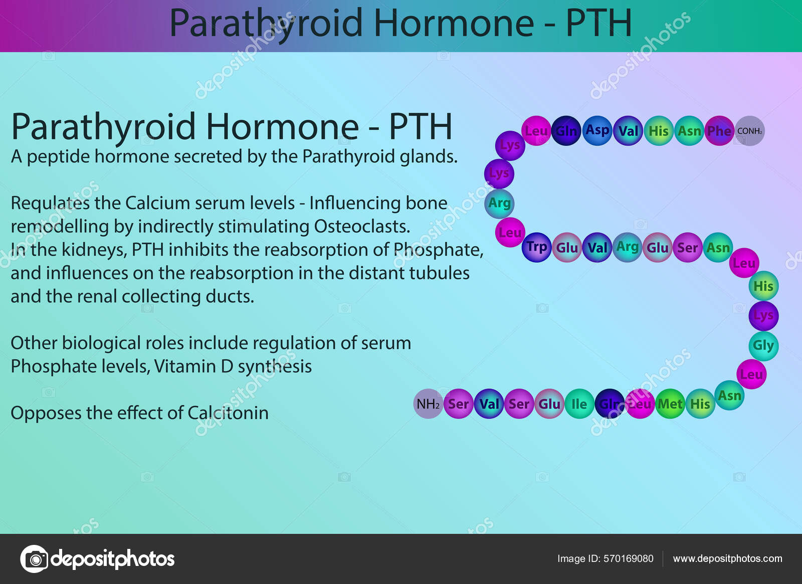 Pth Parathormon Hormon Peptidstruktur Und Infografik Mit Kurzen ...