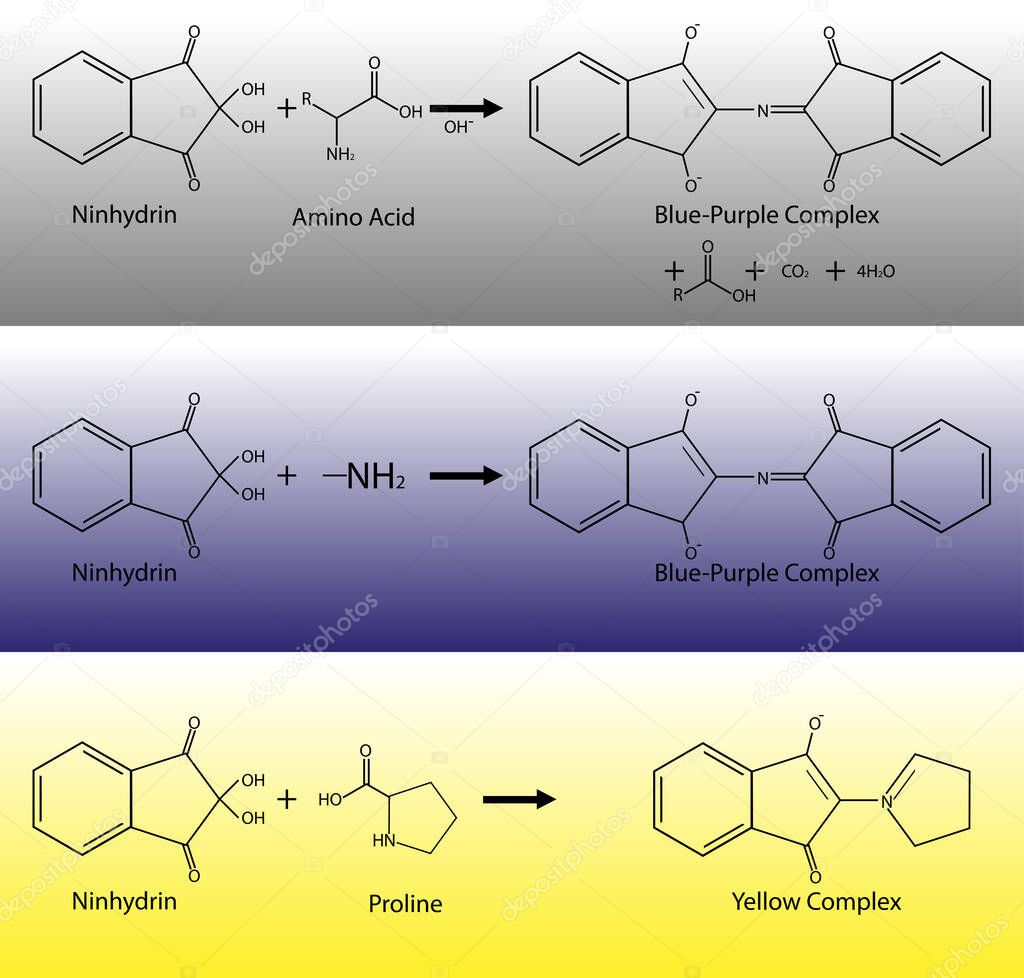 Prueba de Ninhydrin para reacciones de amino cidos. Ecuaciones qu micas ...