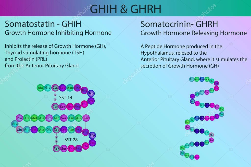 GHIH-GHRH Somatostatina y estructura e infografía de péptidos ...