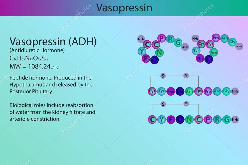 Estructura e infografía del péptido hormonal de la vasopresina ADH con la información corta ...