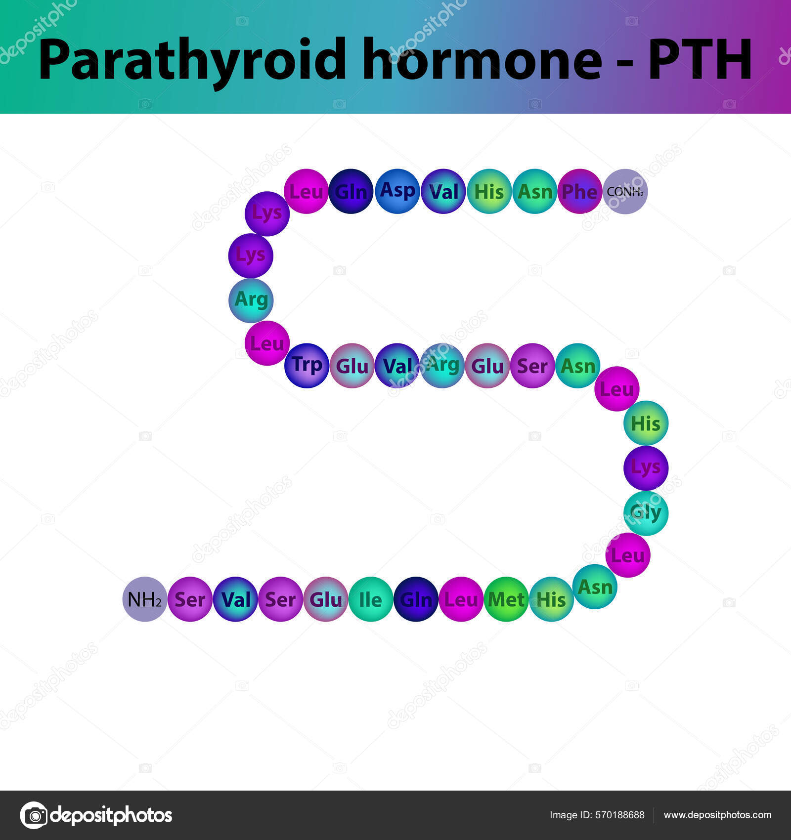 Pth Parathyroid Hormone Hormone Peptide Primary Structure Biomolecule ...