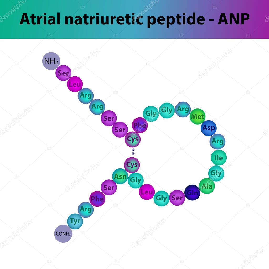ANP Estructura primaria del péptido hormonal del péptido natriurético auricular. Secuencia ...