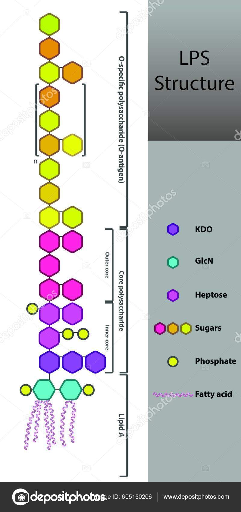 Diagram Lps Structure Schematic Illustration Lipopolysaccharide ...