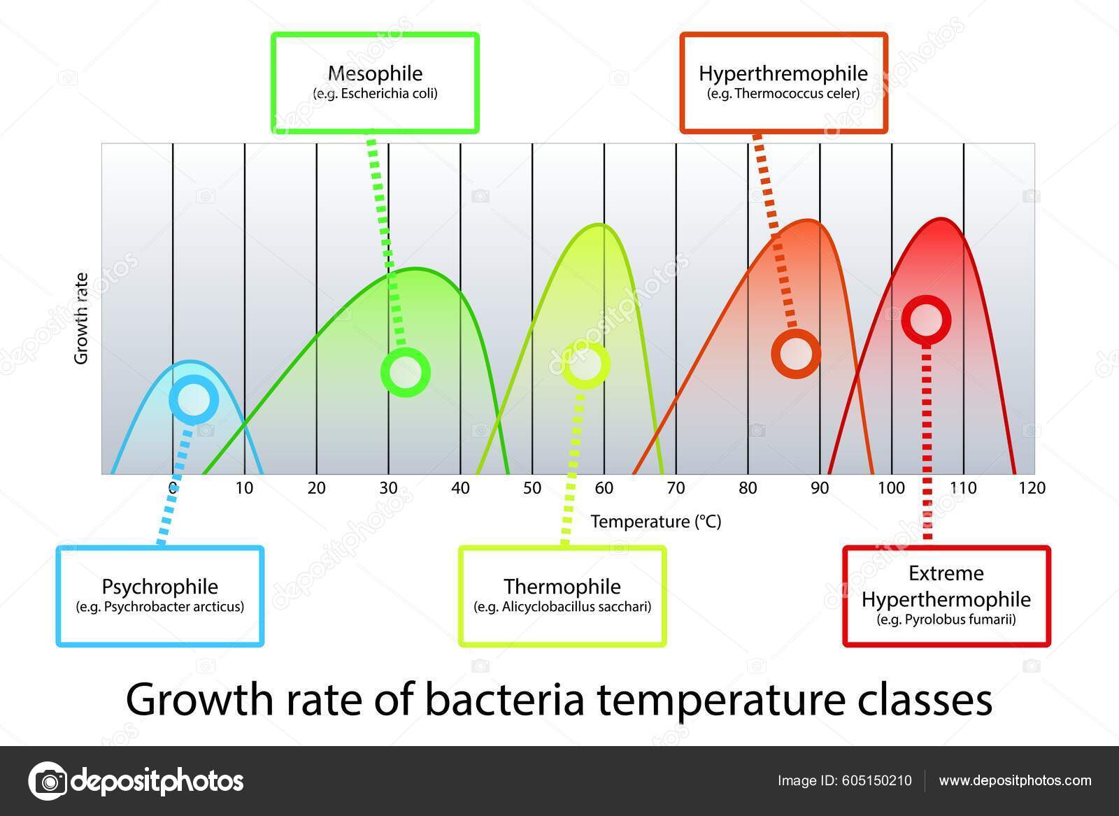 Diagram Microorganism Optimal Temperature Range Psychrophile Mesophile ...