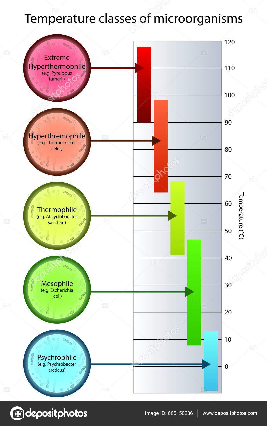 Diagram Microorganism Classification Optimal Growth Temperature ... Diagram Microorganism Classification Optimal Growth Temperature ...