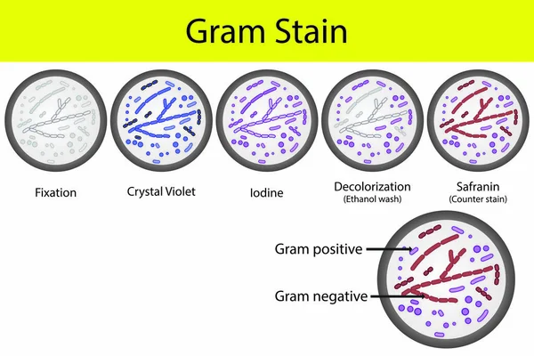Diagram Showing Gram Staining Microbiology Lab Technique Steps Microbiology Laboratory Using