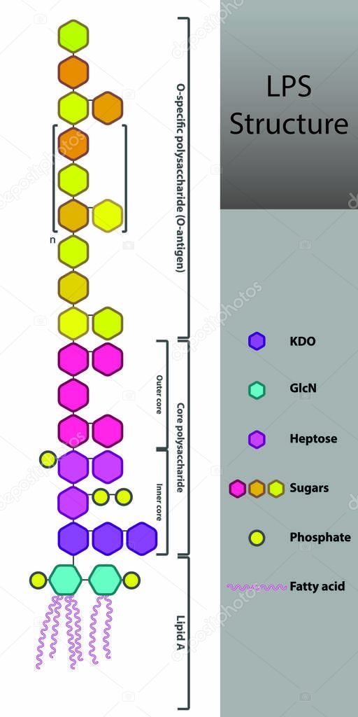 Diagram of LPS structure - schematic illustration of Lipopolysaccharide ...