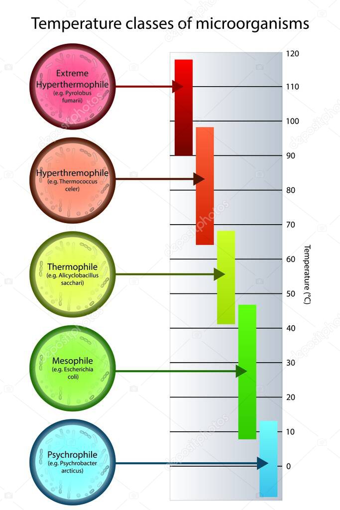 Diagram of microorganism classification by optimal growth temperature ...