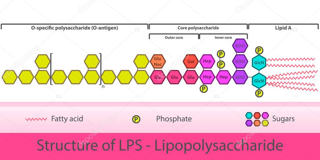 Diagram of LPS strcuture - schematic illustration of Lipopolysaccharide ...