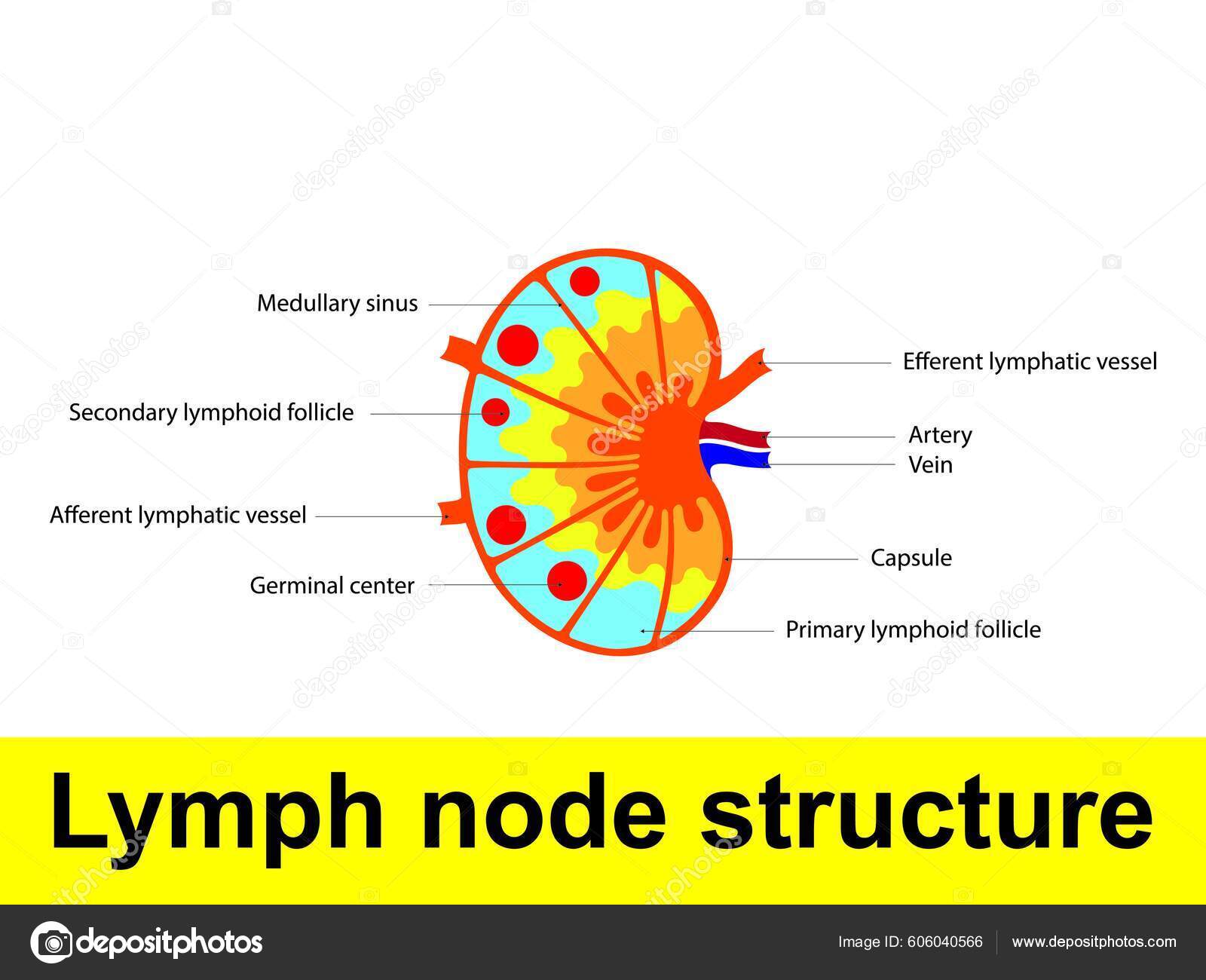 Lymph Node Structure Schematic Anatomic Illustration Showing Nodes ...