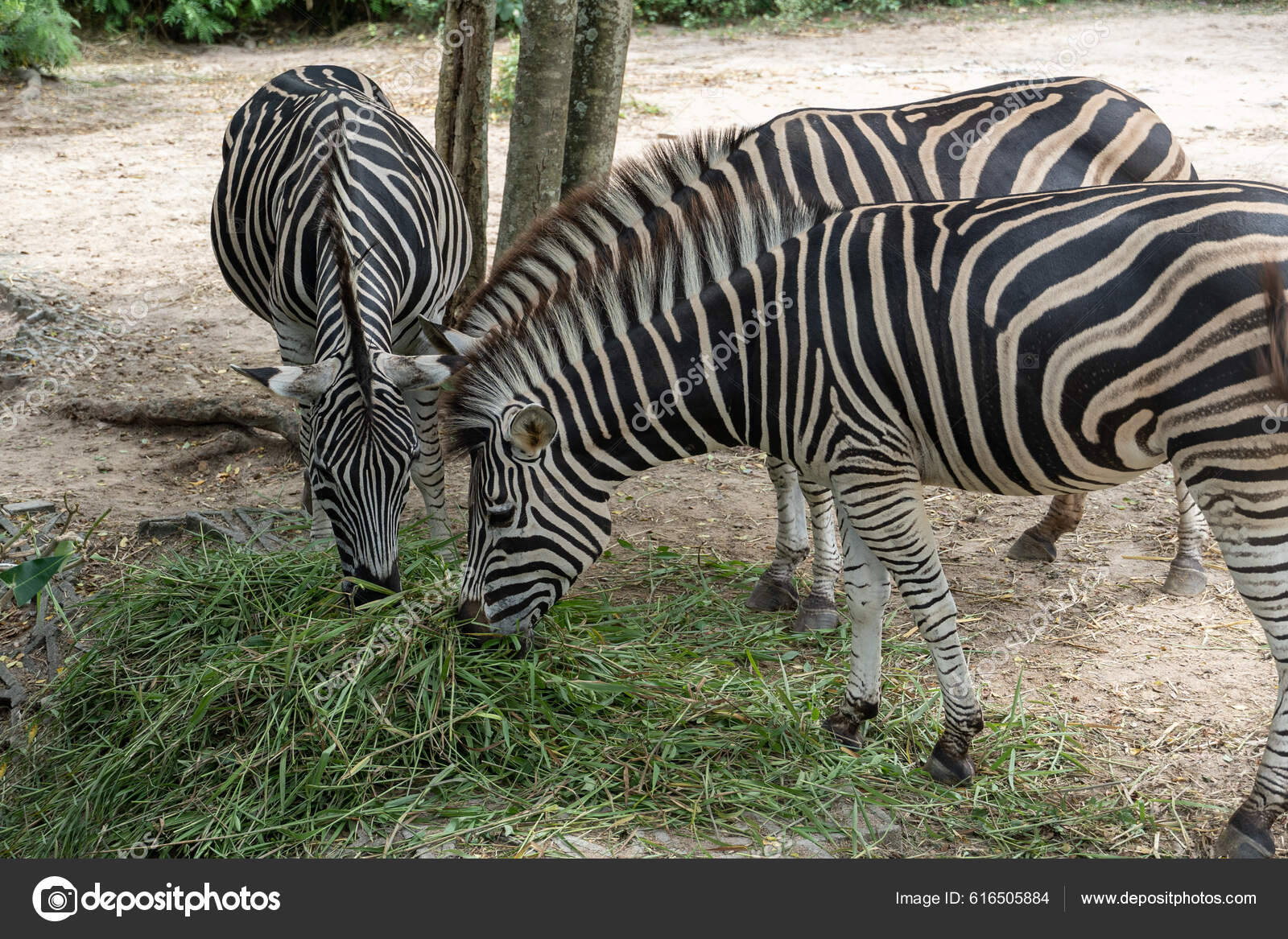 Zebra Eating Grass