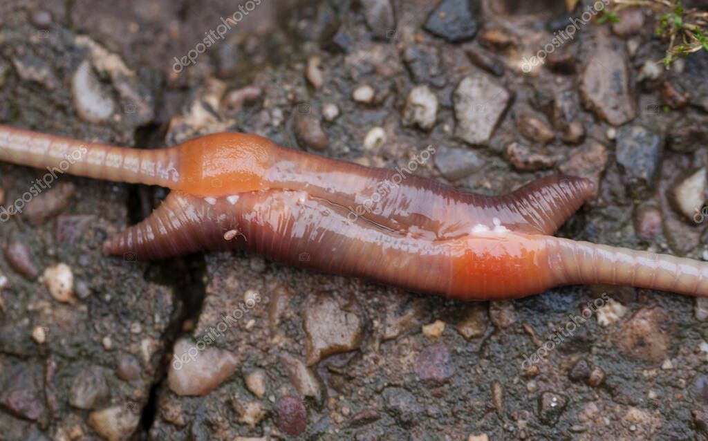 Las lombrices de tierra que se reproducen sobre el suelo durante el d a ...