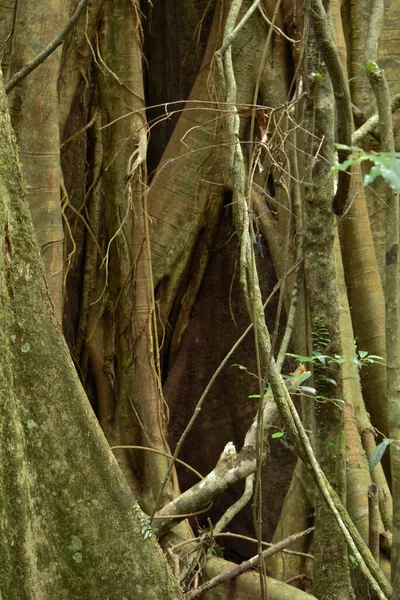 Maya tree Stock Photos, Royalty Free Maya tree Images | Depositphotos