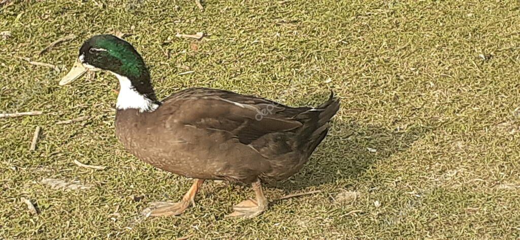 Duclair Duck es una raza de patos domésticos de doble propósito. El ...
