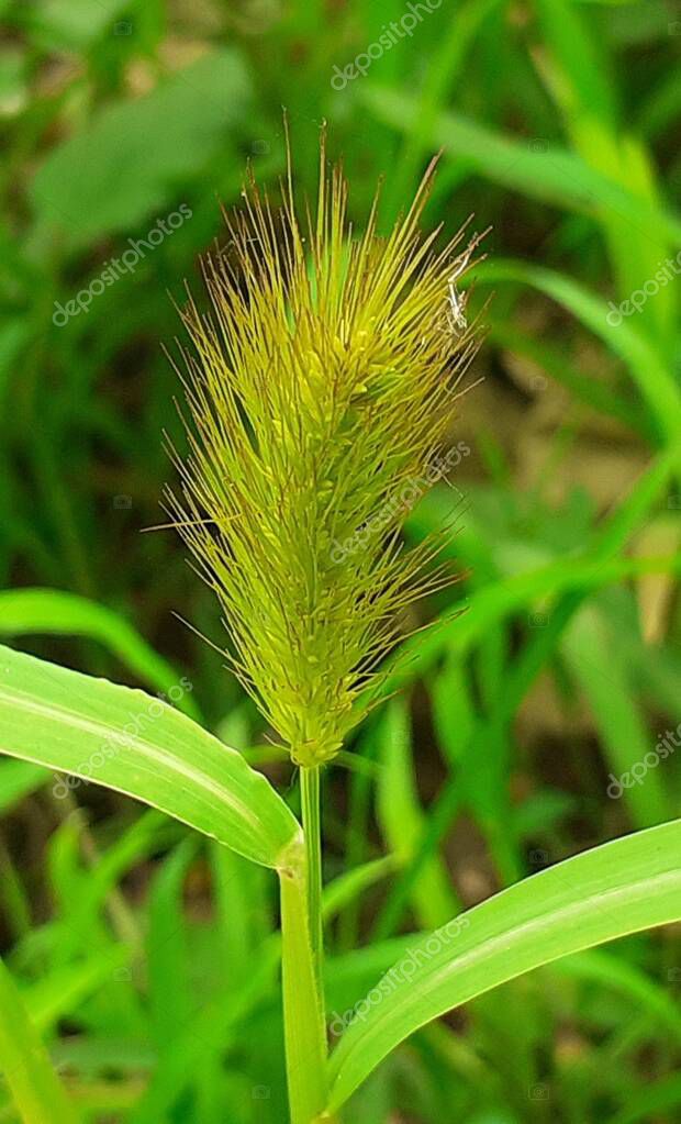 Green Foxtail or Setaria Viridis is a species of grass. It is known ...