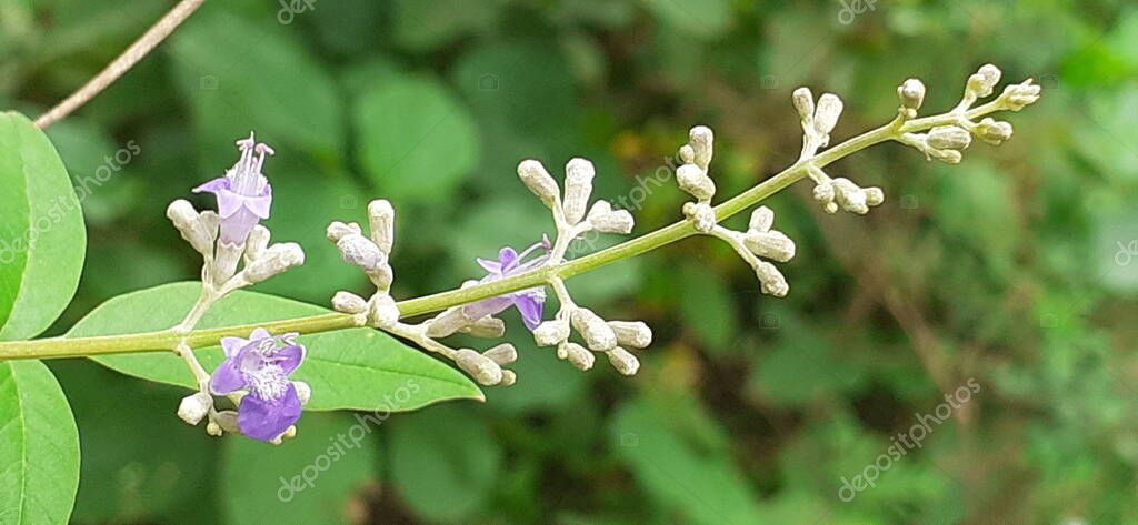 Vitex Negundo or Chinese Chaste Tree is a large aromatic shrub or small ...