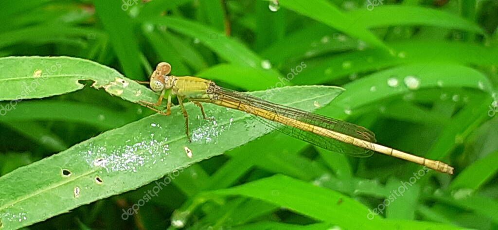 Ceriagrion Coromandelianum es una especie de mosca damisela también ...