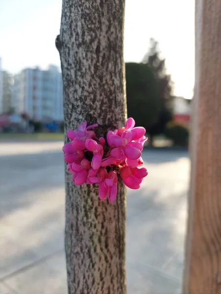 Neem tree flower Stock Photos, Royalty Free Neem tree flower Images ...