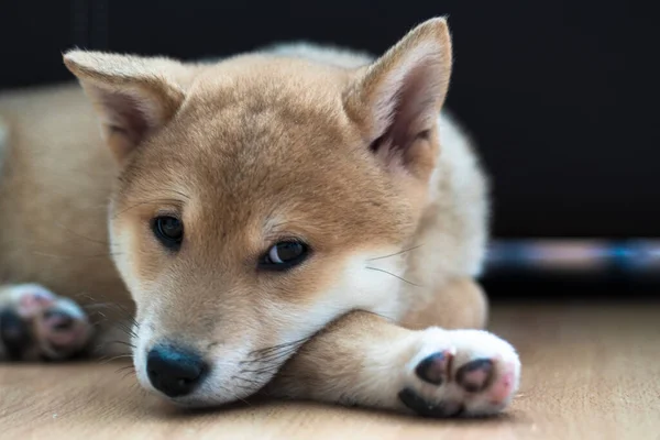 Little shiba inu Stok Foto, Little shiba inu Gambar Bebas Royalti ...