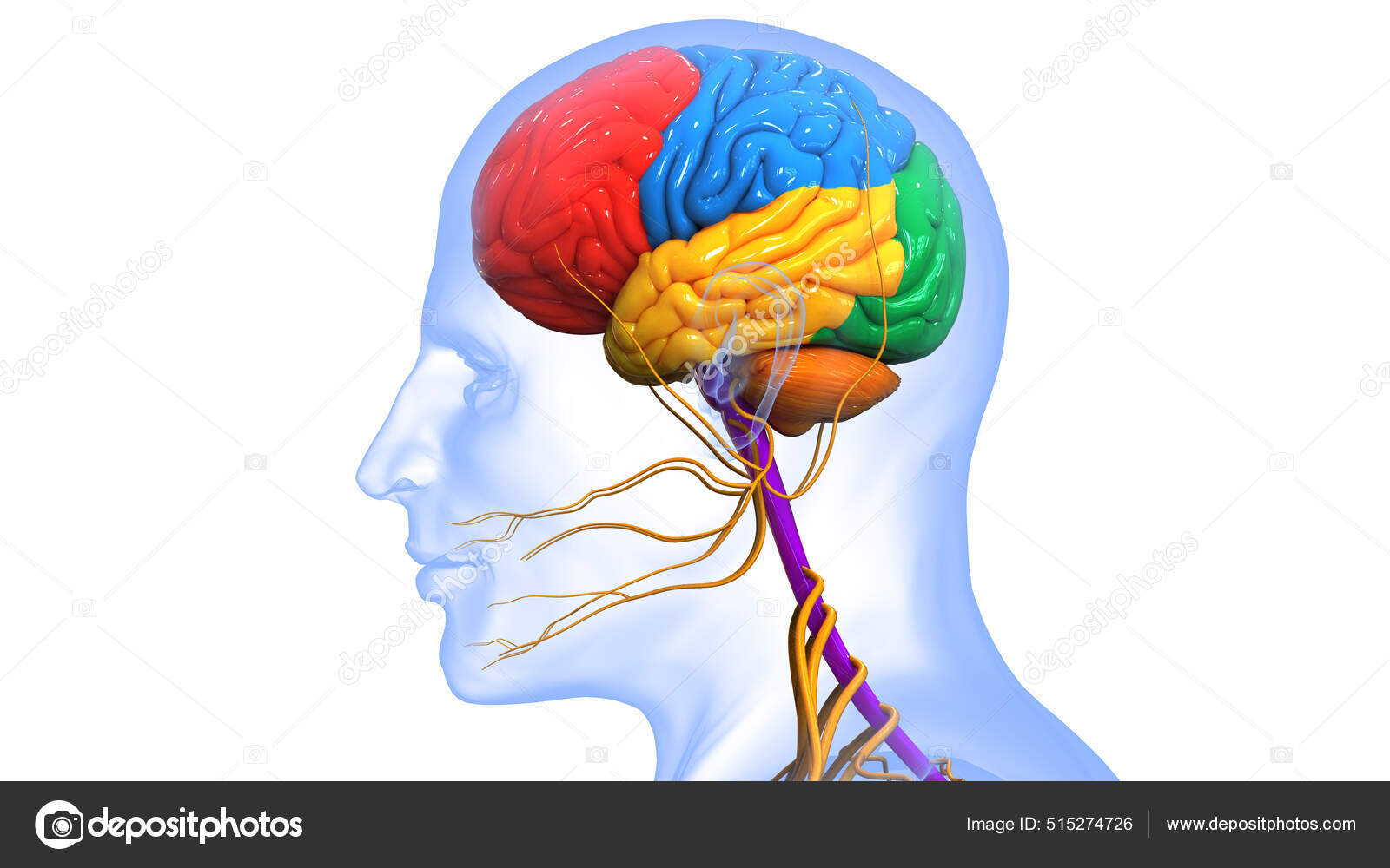 Anatomía Del Nervio Humano Lámina 3B El Sistema Nervioso Vegetativo