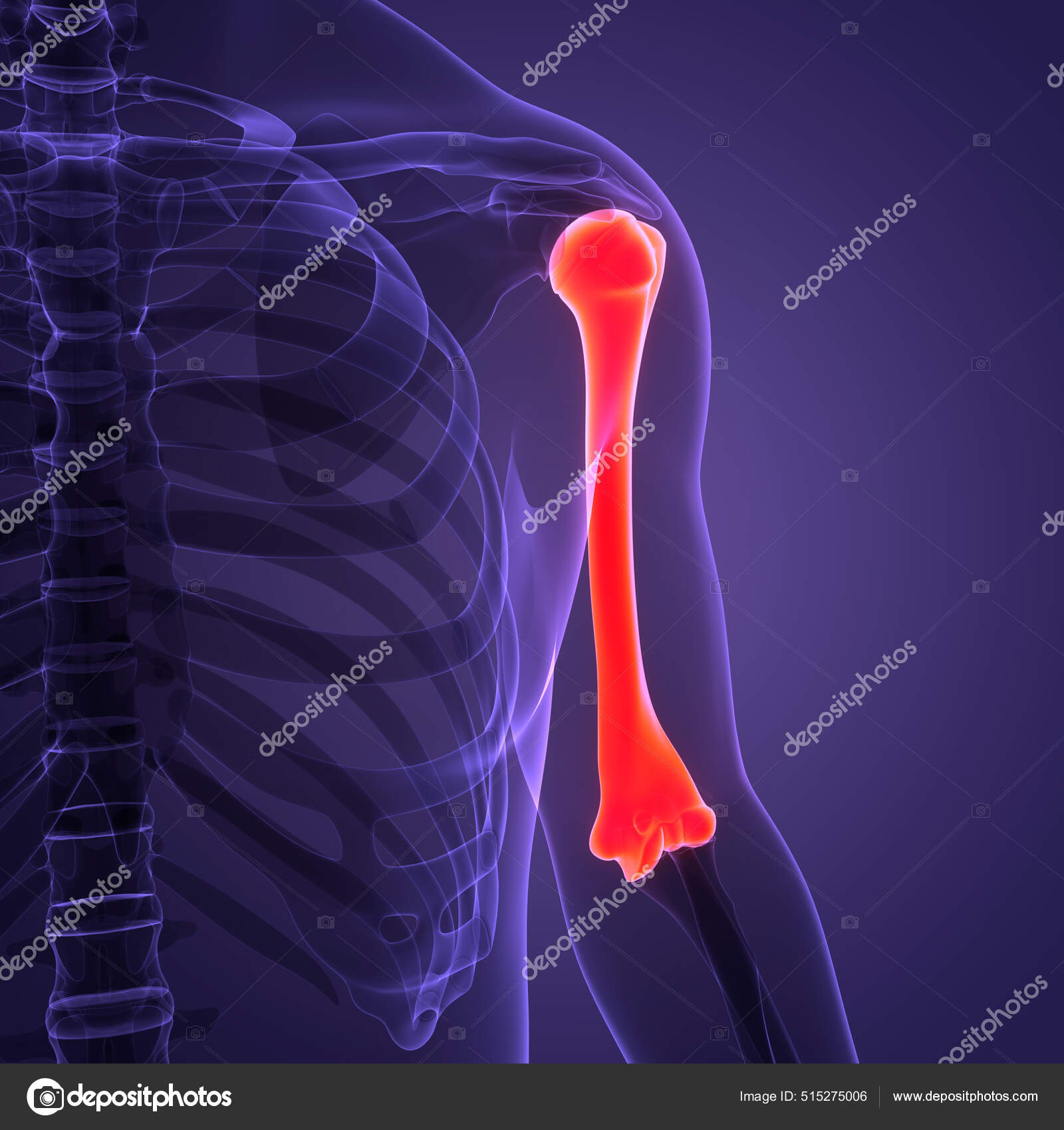 Human Skeleton Bones Anatomy Humerus Bones — Stock Photo © magicmine ...
