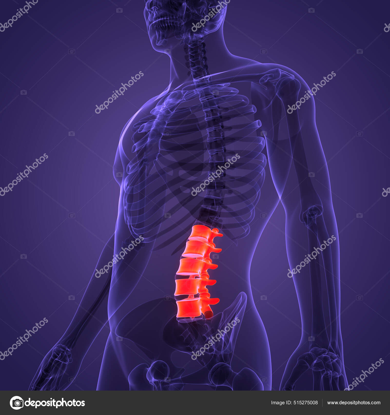 Vertèbres Lombaires Humaines