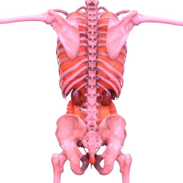 Human rib cage Stock Photos, Royalty Free Human rib cage Images ...