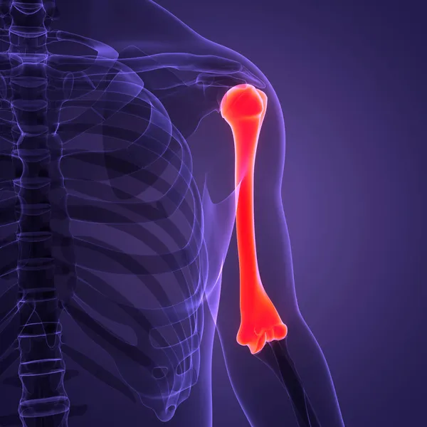 Anatomía Huesos Esqueletos Humanos Humerus Bones: fotografía de stock ...