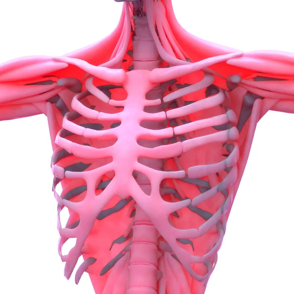 Sternum i kroppen Stock Photos, Royalty Free Sternum i kroppen Images ...