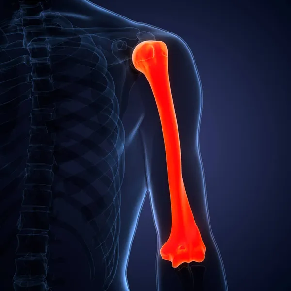 Anatomía Huesos Esqueletos Humanos Humerus Bones: fotografía de stock ...