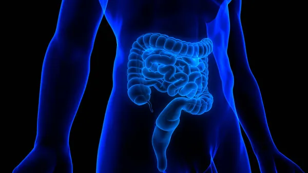 Anatomi Sistem Pencernaan Manusia — Stok Foto © magicmine #441313716