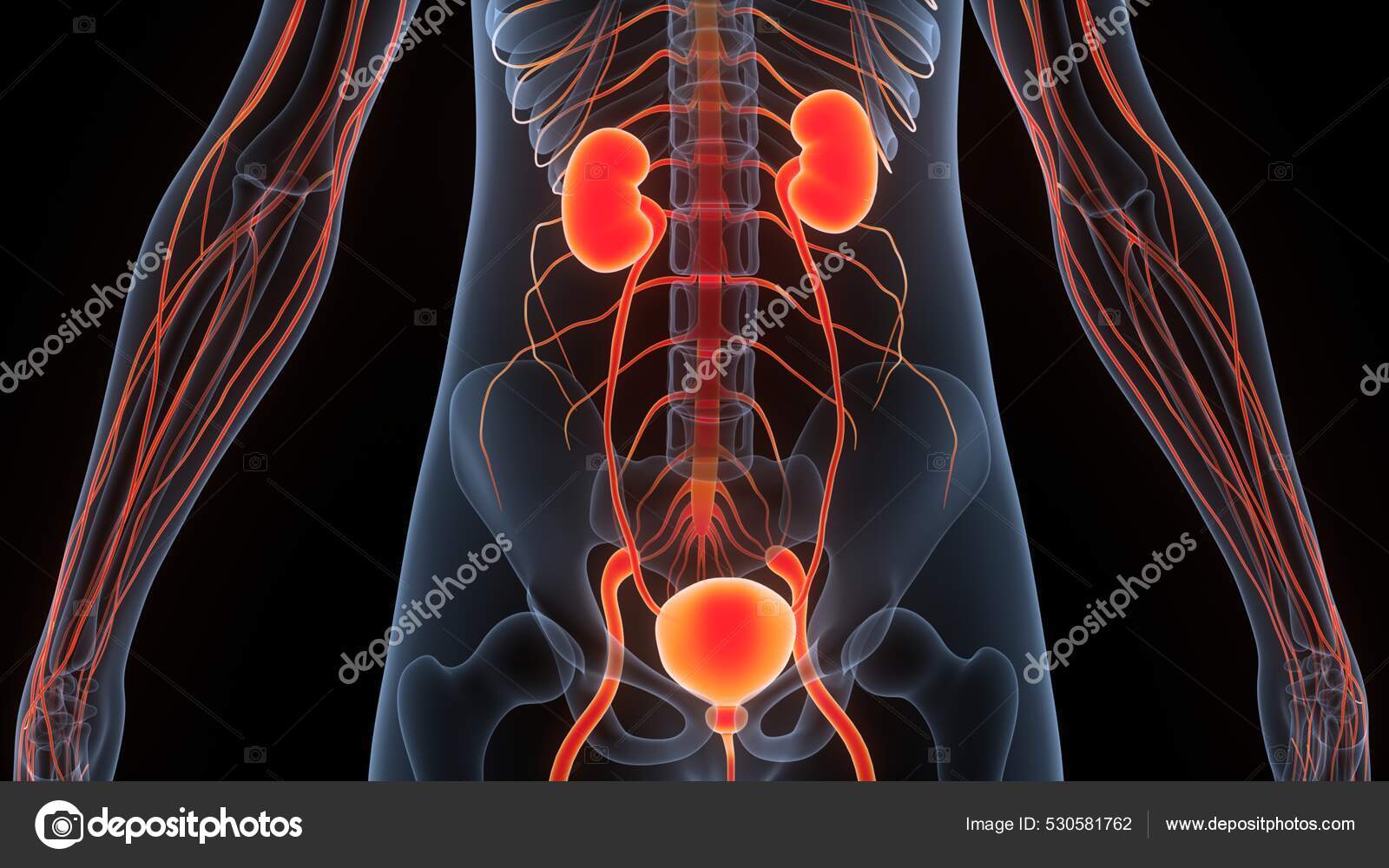 Anatomía Renal Del Sistema Urinario Humano: fotografía de stock ...